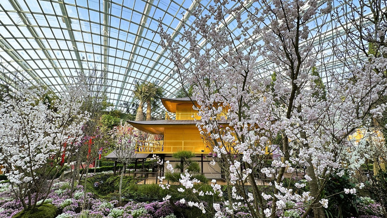 Spring Blossoms: A Vibrant Family Escape At The Flower Dome, Gardens By ...